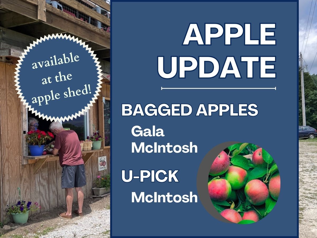 Apple Update and More! August 24 – Altapass Orchard